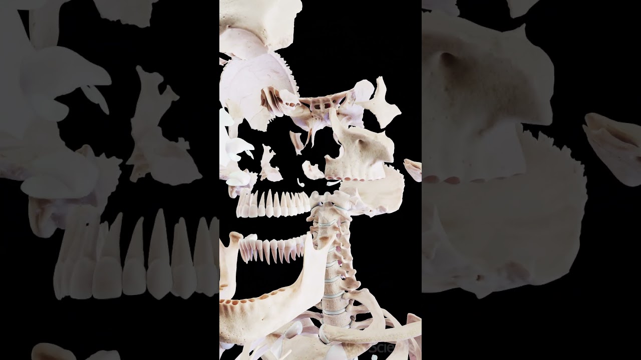 Exploded View of the Skull | 3D Anatomy Animation