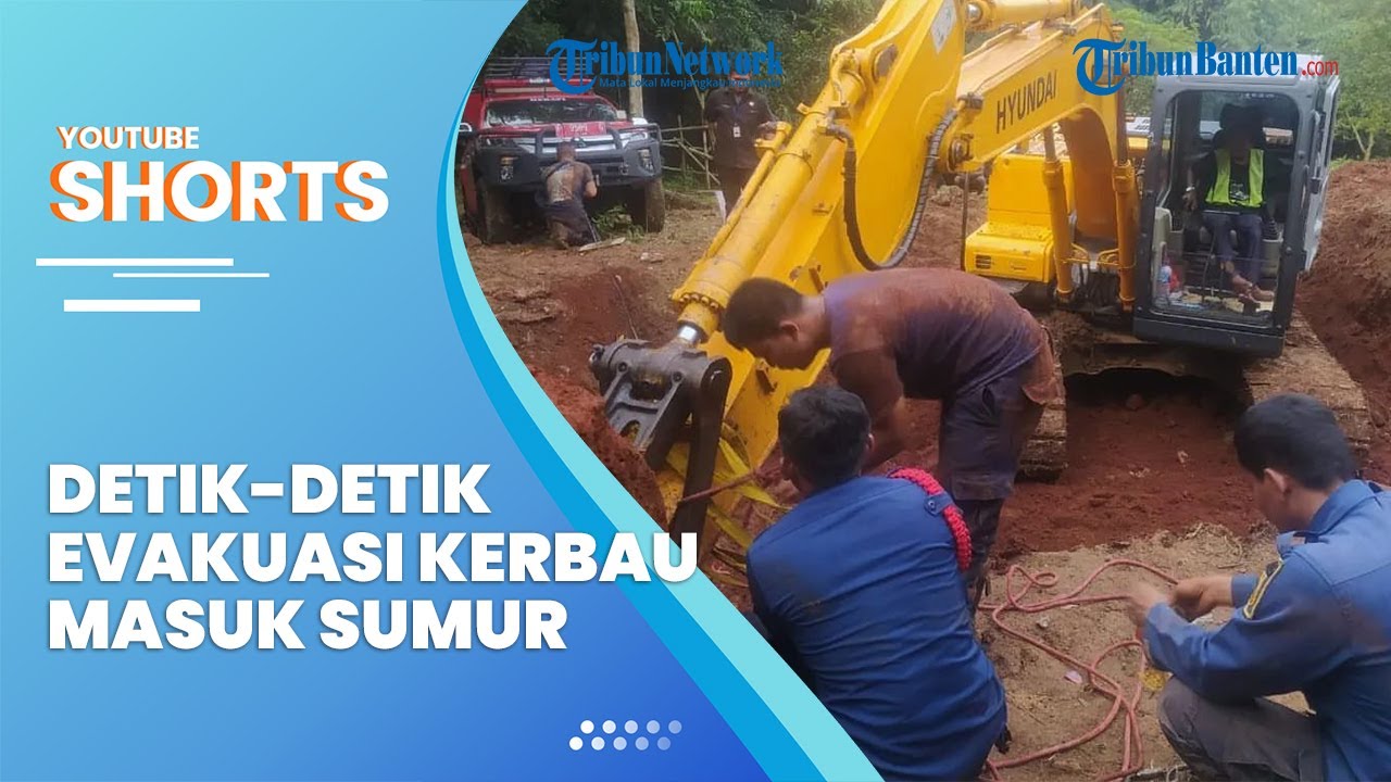 Seekor Kerbau Terperosok Ke Dalam Sumur Tua Damkar Lakukan Evakuasi Gunakan Alat Berat Tribun