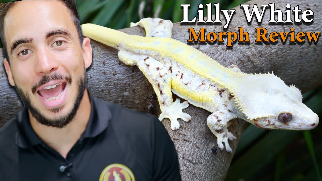 Lilly White Crested Gecko Morph Review!