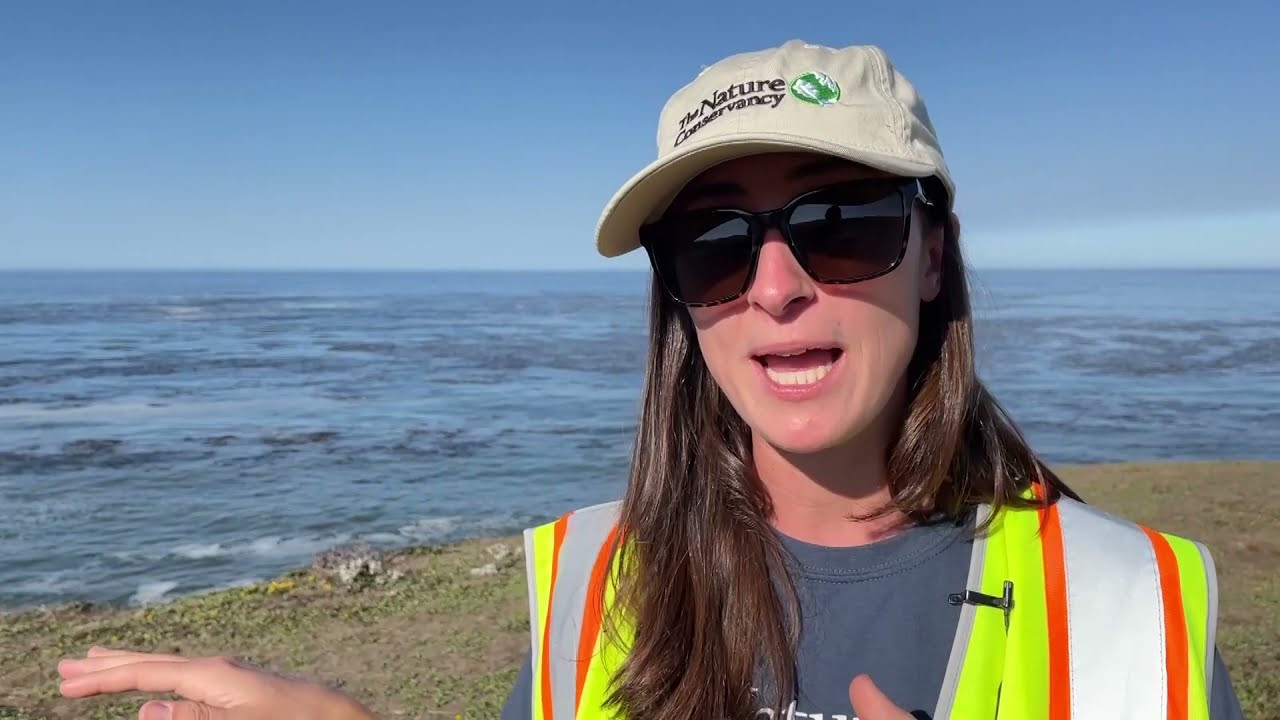 Drone surveys help scientists protect kelp forests