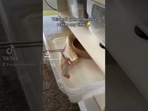 Ball python is a FAST eater!! #snakefeeding #snake #ballpython #hungrysnake #shorts