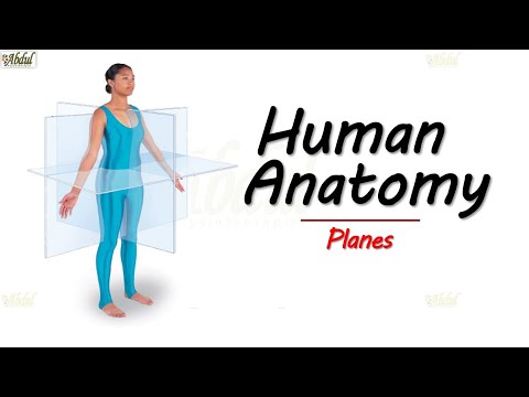 Human Anatomical Planes - Imaginary Sections of Human Body.