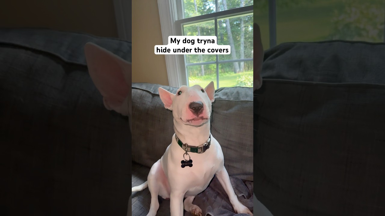 Bro tried to hide #dogs #funny #dogshorts #brainrot #comedy