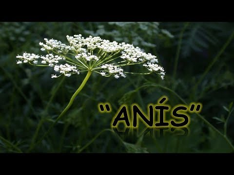 EL ANIS : PROPIEDADES Y BENEFICIOS PARA LA SALUD