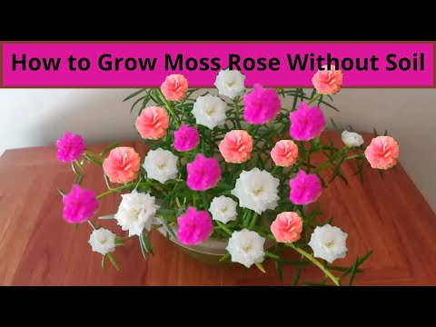 Grow Portulaca / Moss Rose / Vietnam Rose Without Using Soil