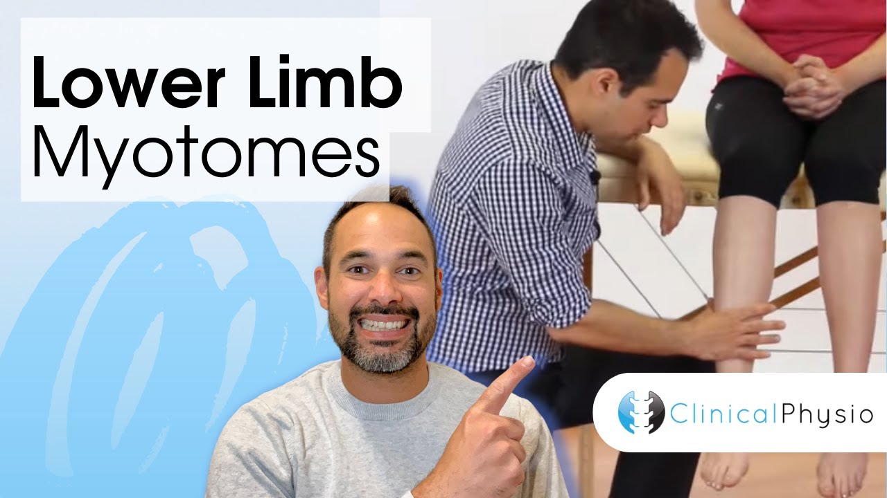 Lower Limb Myotomes | Clinical Physio