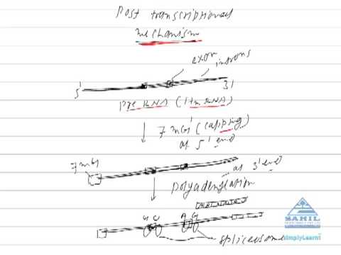 DNA Transcription-2 at www.simplylearnt.com