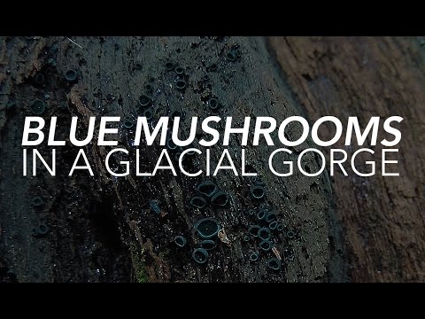 Blue Mushrooms In A Glacial Gorge with Adam Haritan