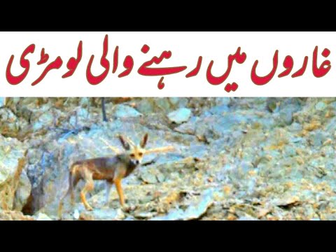 arbian red fox on rocky hills uae