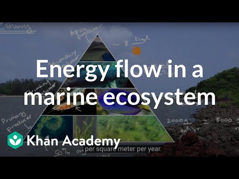 Energy flow in a marine ecosystem (video) | Khan Academy