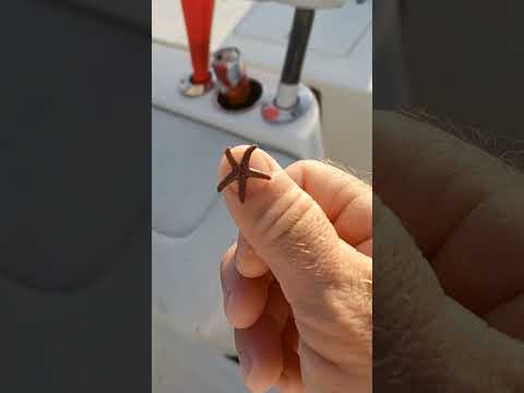 tiny starfish