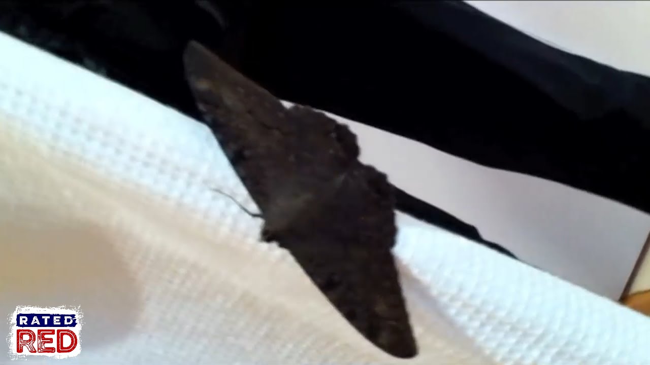 ‘Man’ Freaks Out Over Giant Black Witch Moth