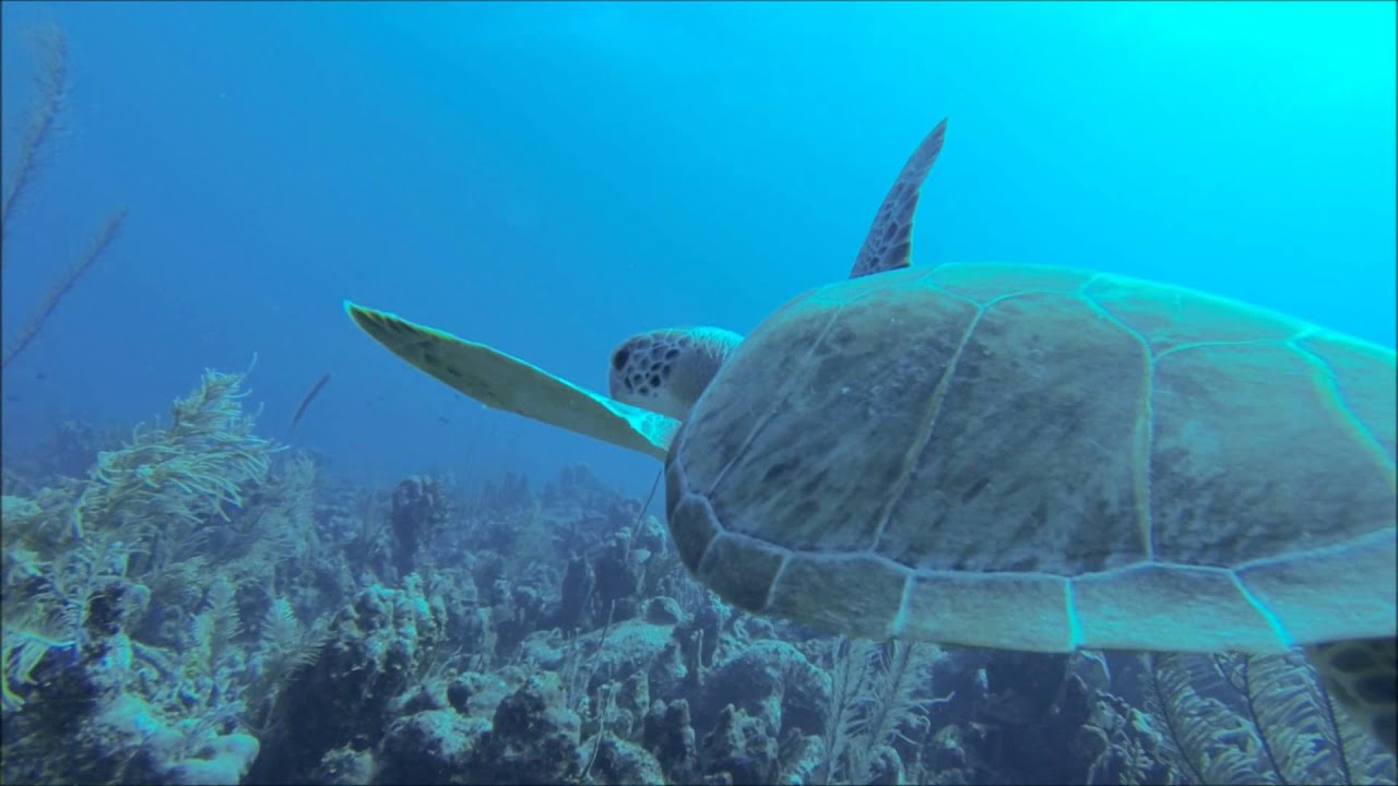 Insert clever title here