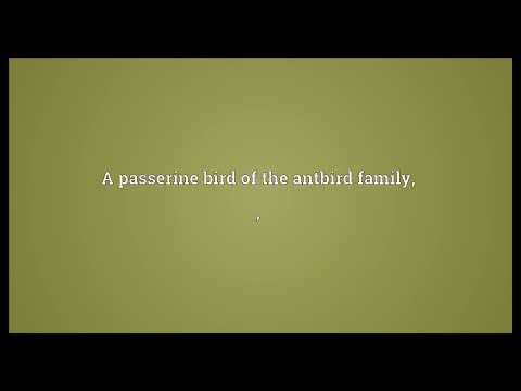 Silvery cheeked antshrike Meaning