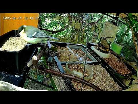 Nachmittags wieder Gedränge an der Nuss-Tanke (27.06.2025)