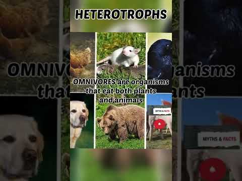 Does BEAR eat plants & animals🤔|Biotic Components:Part-2|#environment #nature #carnivore #animals