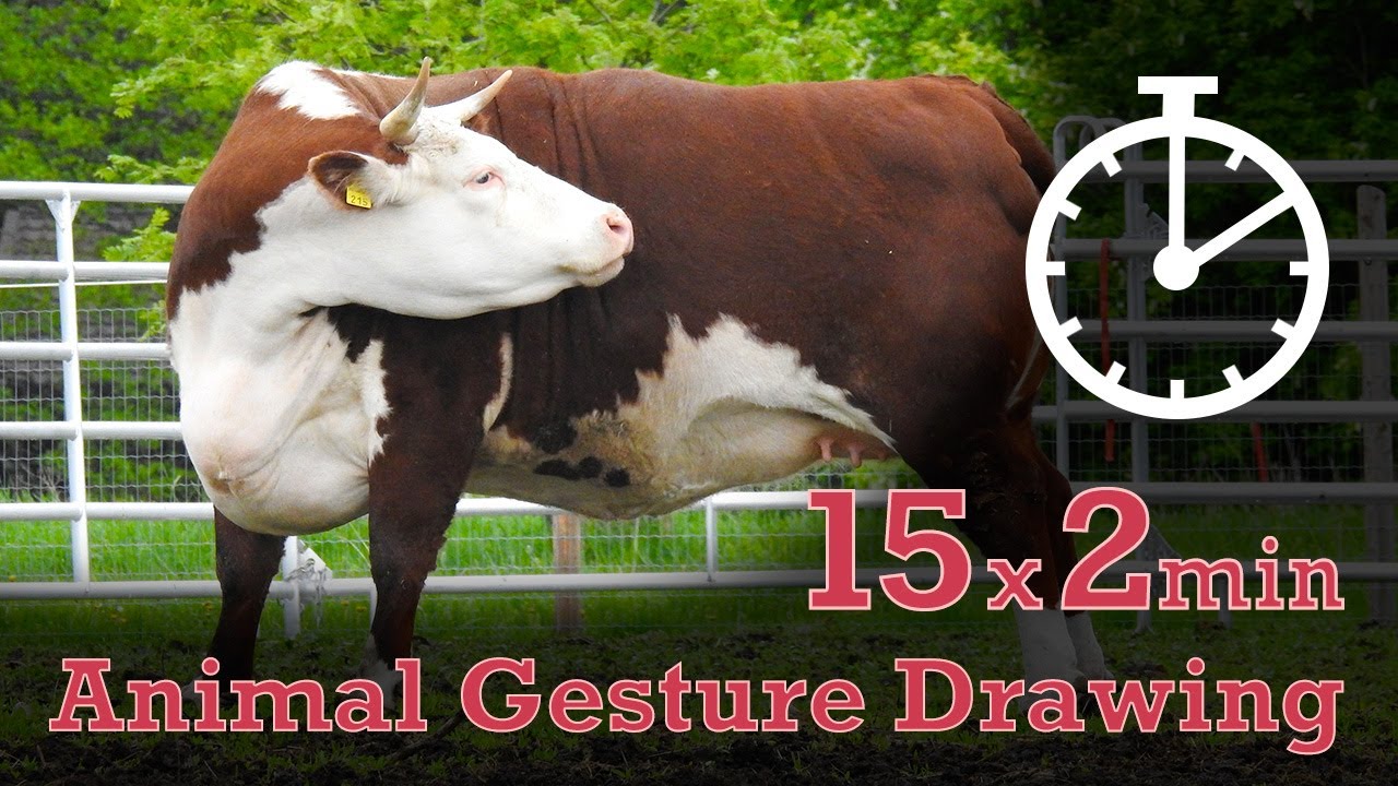 Animal Drawing References #167 - 15x2min poses - Cattle
