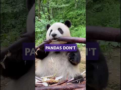Pandas are the Dumbest Animals in the World #shorts #animals #panda