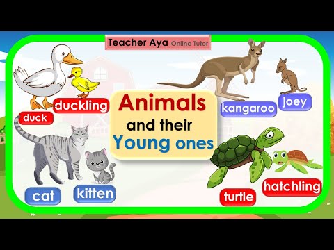 Animals and their babies || Animals and their Young Ones || Animals video