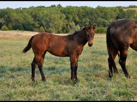 VS Code Red 2020 Filly - SOLD!