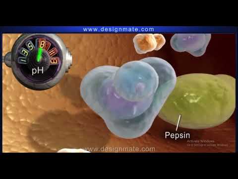 Effect of pH on enzymes