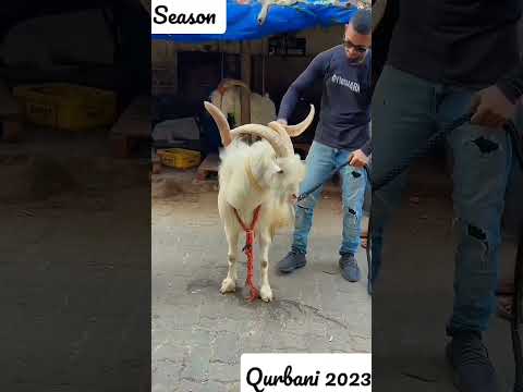 Goad #goad #goadmarket #goad_horned