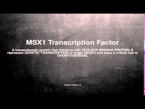 Medical vocabulary: What does MSX1 Transcription Factor mean