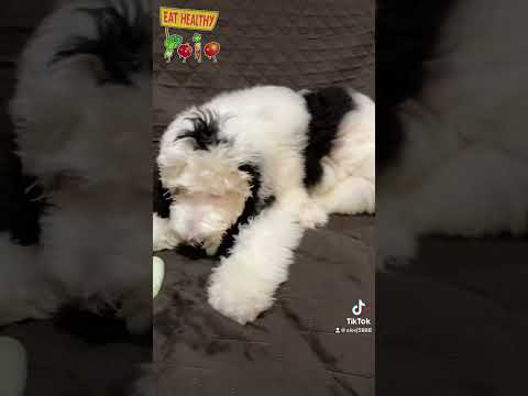 #jacky take care his #health eating #vegetables #sheepadoodle #sheepdog #puppy #dog #usa #newyork