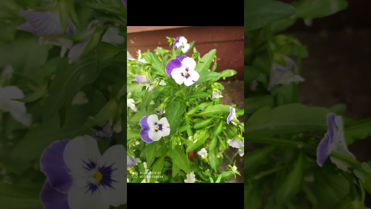 🌸 A flower a day keeps the bad vibes away 💐Just some floral magic to brighten your scroll #flowers