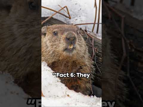 10 Fun Woodchuck Facts: Get Ready to Chuckle