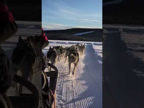 Sled Dog Tour in Jokkmokk | Siberian Huskies