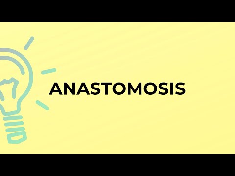 What is the meaning of the word ANASTOMOSIS?