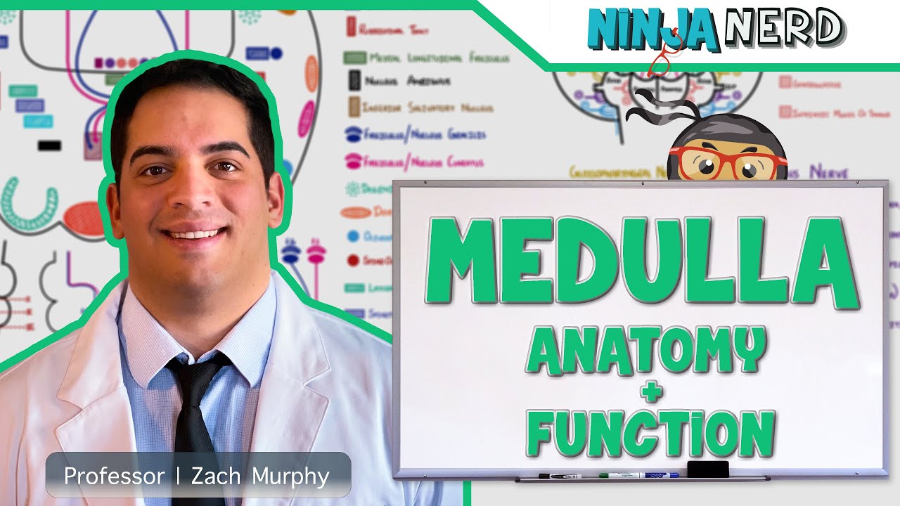 Understanding the Medulla Oblongata: Anatomy and Function | Galaxy.ai