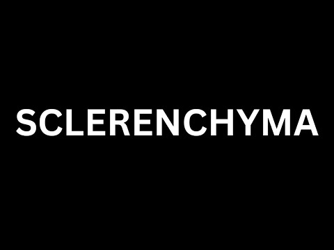 How to Pronounce "Sclerenchyma'' in English language? |How to say Sclerenchyma?|