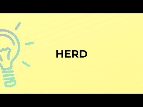 What is the meaning of the word HERD?