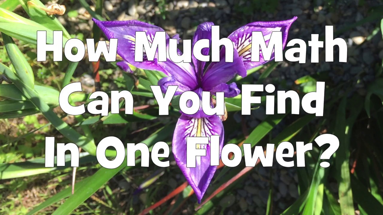 Flower Power Math!