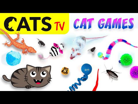 CAT TV πΊπͺ³ October Ultimate Compilation πͺ°π»π Best games for cats in 4K