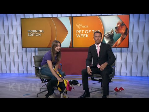Pet of the Week: Pearl