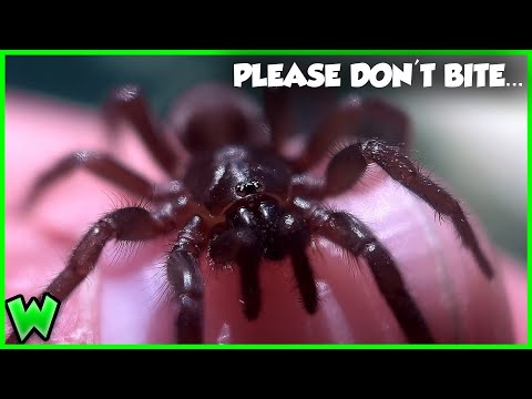 FUNNEL WEBS IN ARIZONA? What is this Spider?
