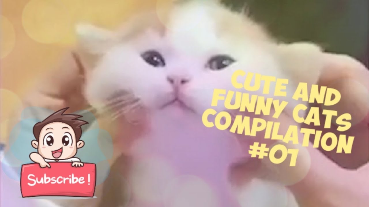 CUTE AND FUNNY CATS COMPILATION #01 | CATS Affection TV