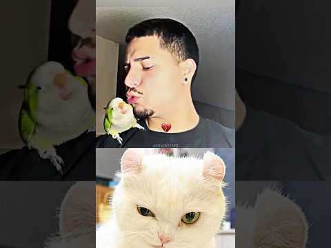 Dinner Time #cat #meme #funny
