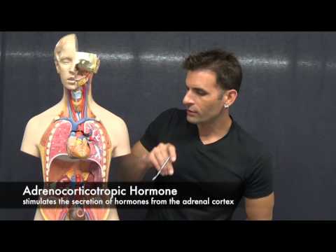 The Pituitary Gland