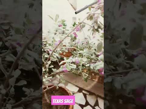 taxes sage plant #plant #gardening