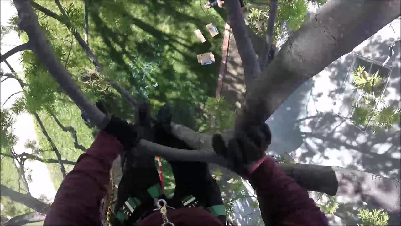 Taking down Christmas lights out of the tree 2019