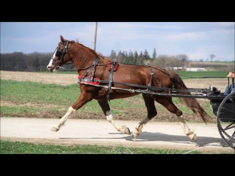 WOW! Canterella Driving www.Friesiansporthorses.com