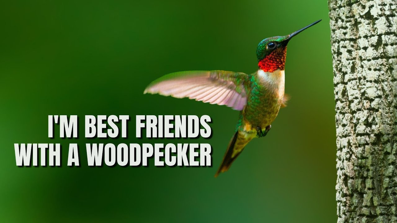 Ruby-throated Hummingbird | The Most Widespread of all