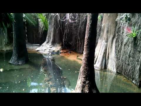 Massive False Gharials at World of Reptiles