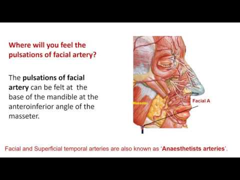 ARTERIAL SUPPLY OF FACE VIDEO – Anatomy QA