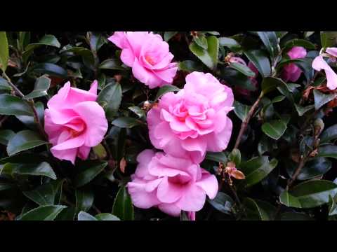Camellia sasanqua - High Definition Video 01