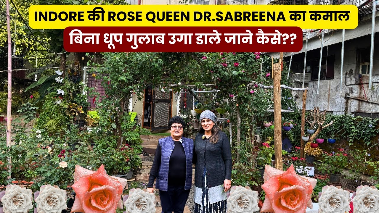 Amazing work of Indore's Rose Queen Dr. Sabreena: How to grow roses without sunlight?